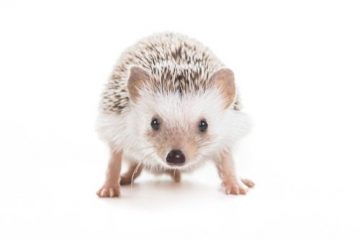 100 Most Popular Hedgehog Girl Names In 2026 - We're All About Pets