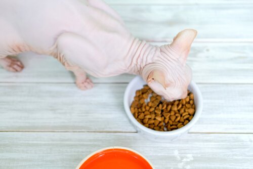 The 5 Best Cat Foods for Sphynxs - We're All About Pets