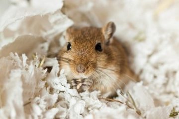 The 8 Different Types of Gerbils (With Pictures) Every Pet Lover Should ...