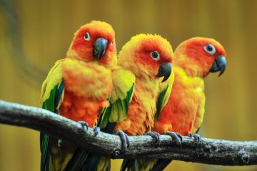 140 Good Parrot Names In 2025 - We're All About Pets