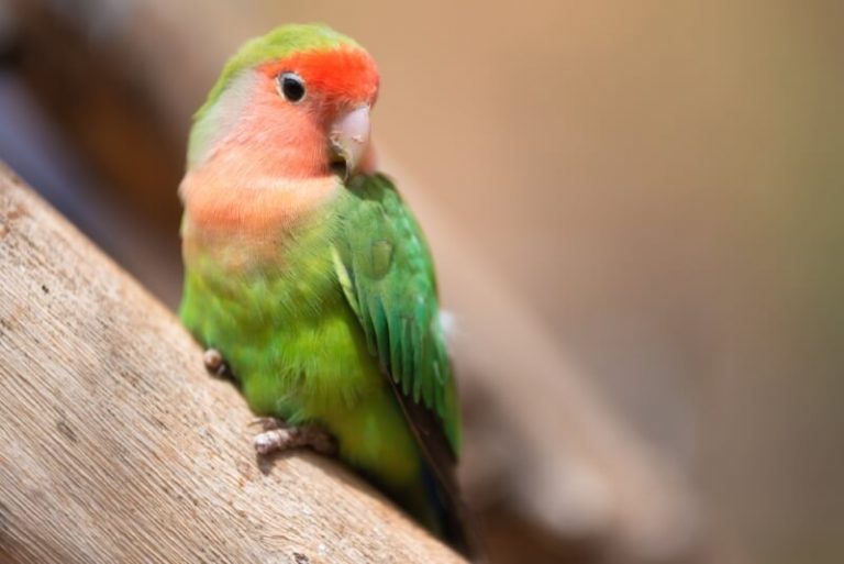 120 Cute and Adorable Lovebird Names - We're All About Pets
