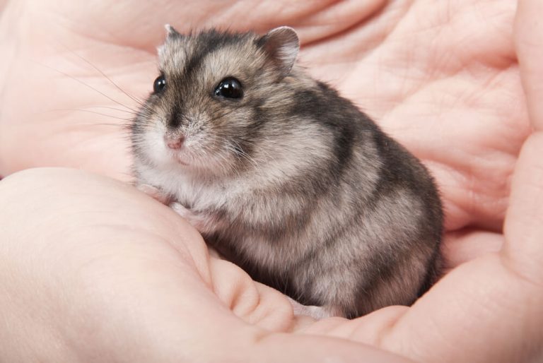 295 Cute & Funny Hamster Name Ideas With Meanings - We're All About Pets