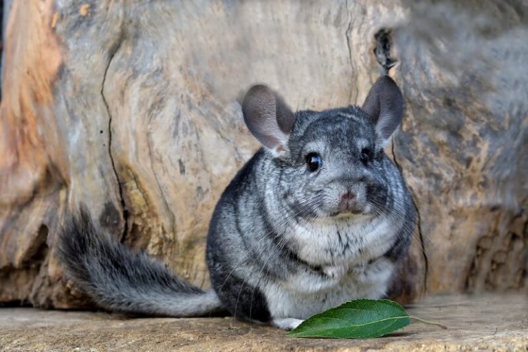 The 120 Best Chinchilla Names Of 2023 - We're All About Pets