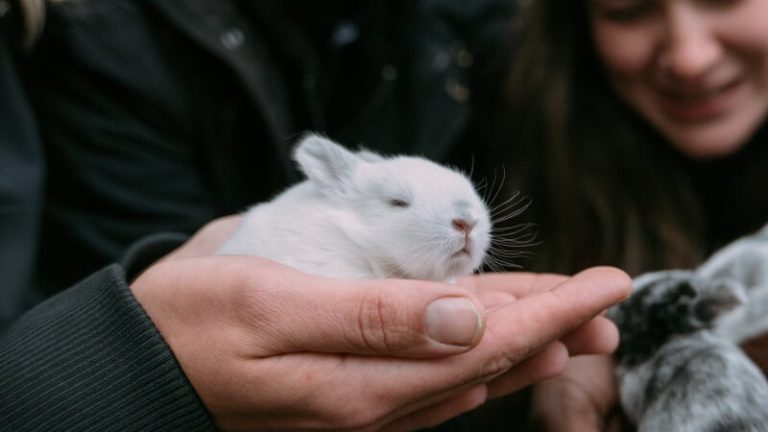 The 215 Best Cute & Cool Rabbit Name Ideas In 2023 - We're All About Pets