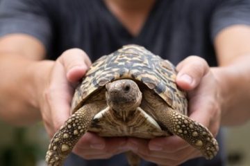 The 140 Best Pet Turtle Names - We're All About Pets