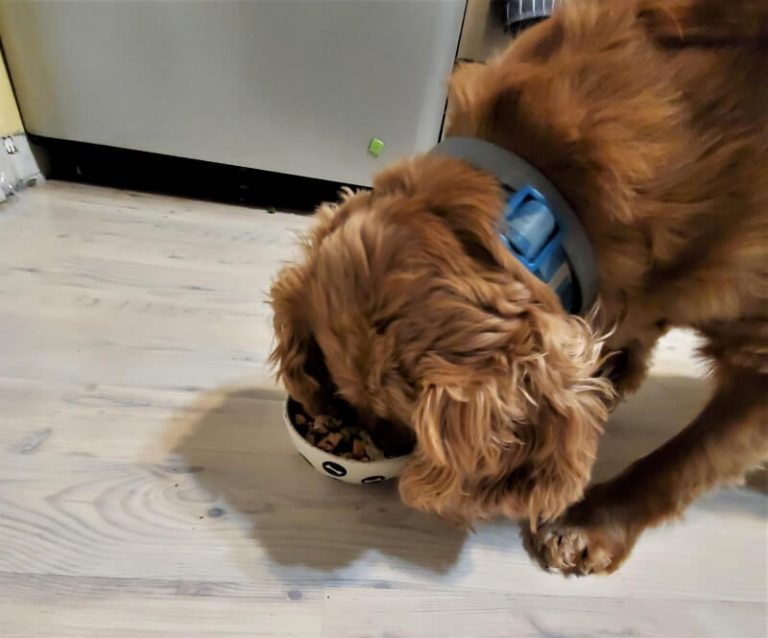 Nom Nom Dog Food Review Purchased Tested We re All About Pets Nom Nom Dog Food Review Purchased Tested We re All About Pets
