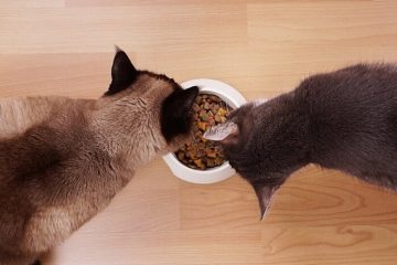 The 11 Best Cheap Cat Foods In 2025 - We're All About Pets