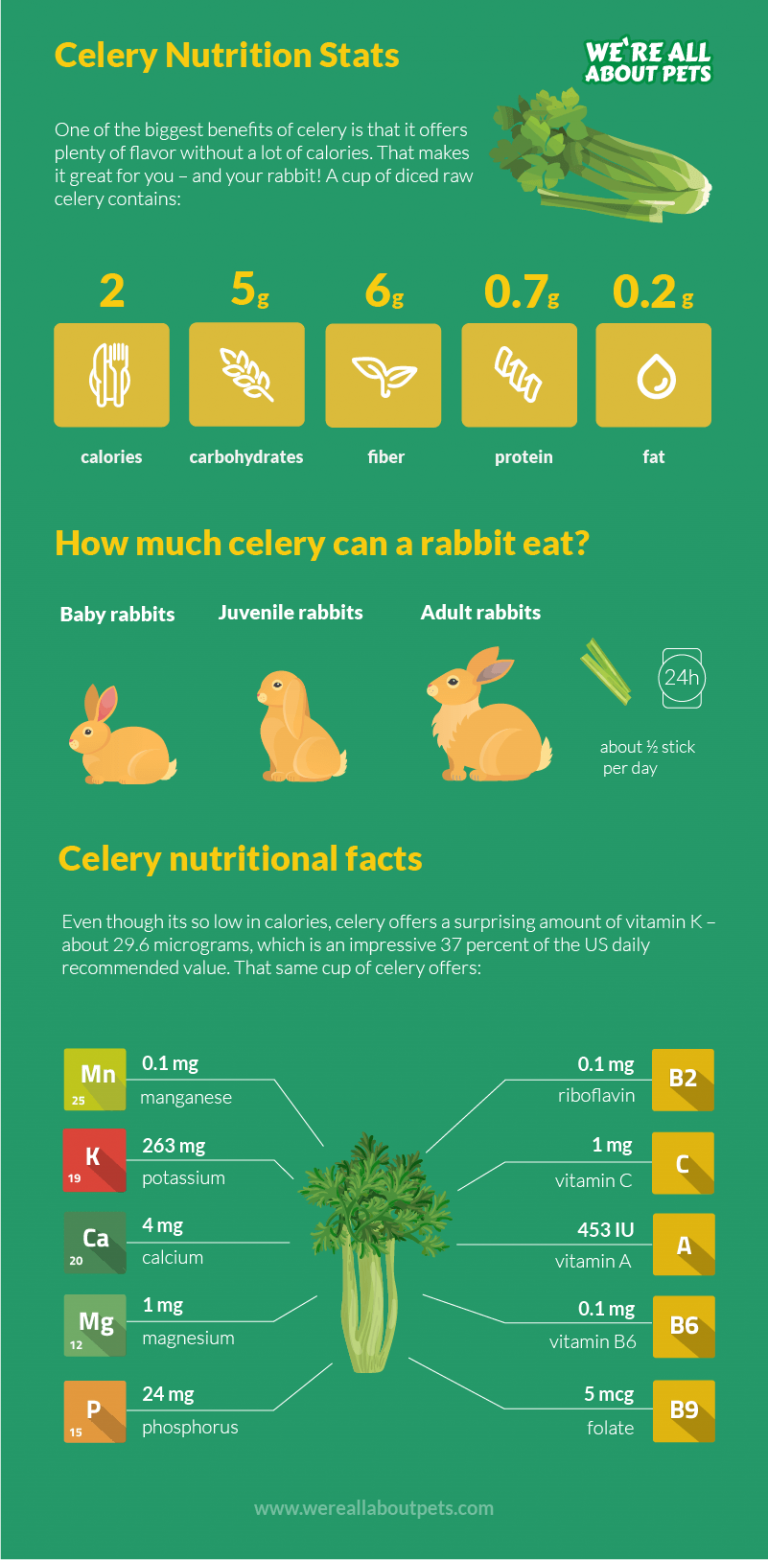 Can Rabbits Eat Celery? - We're All About Pets