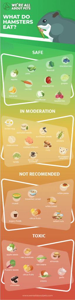 What Do Hamsters Eat? - We're All About Pets