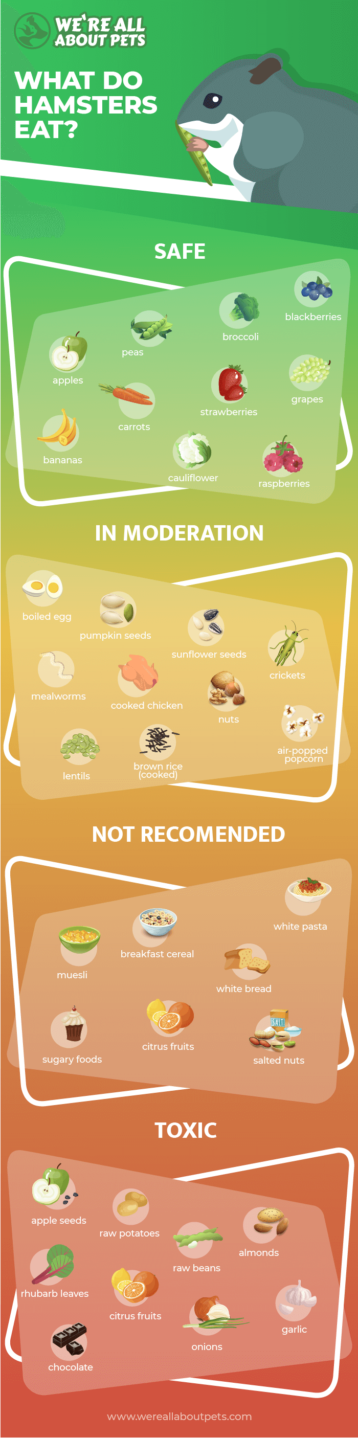 What Do Hamsters Eat? - We're All About Pets