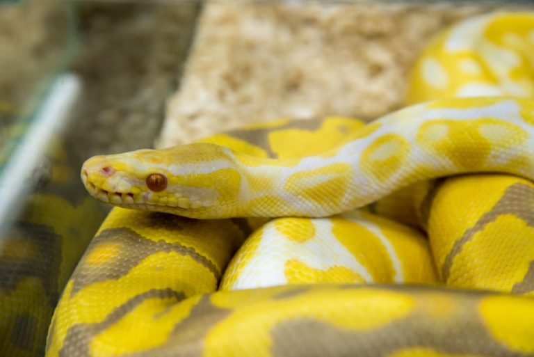 257 Cool Pet Snake Names & Meanings - We're All About Pets
