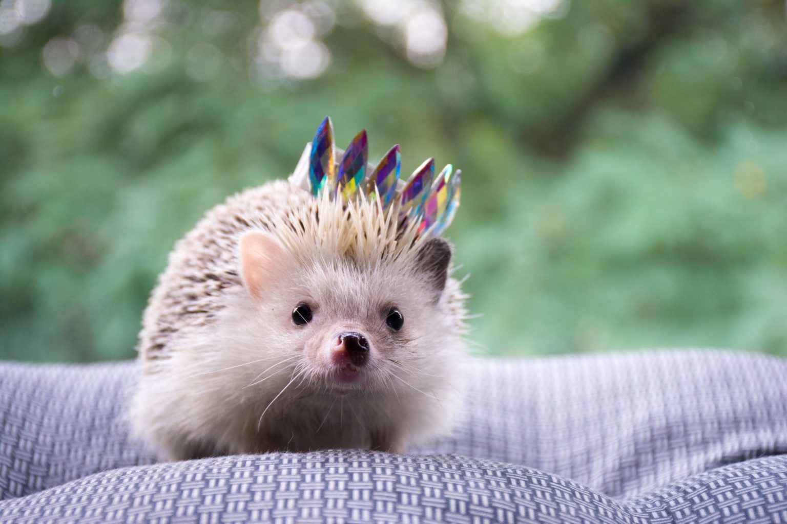 200+ Awesome Boy and Girl Hedgehog Name Ideas - We're All About Pets