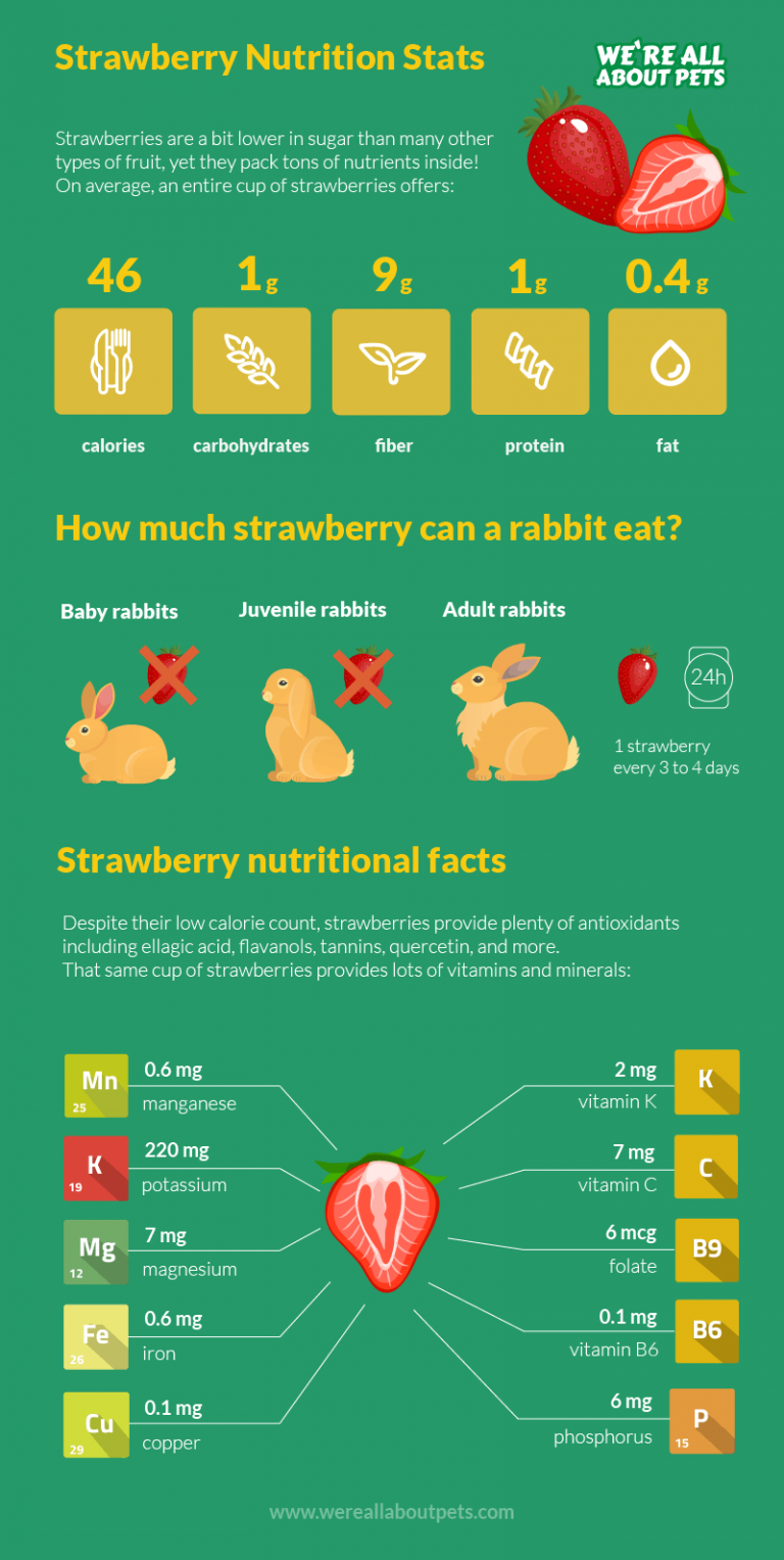 Can Rabbits Eat Strawberries? - We're All About Pets