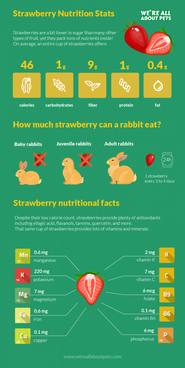 Can Rabbits Eat Strawberries? - We're All About Pets