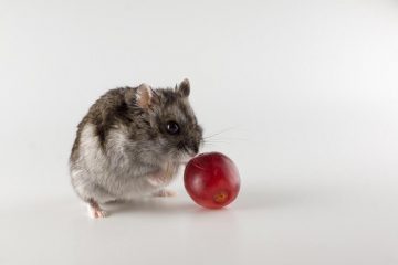 Can Hamsters Eat Grapes? - We're All About Pets