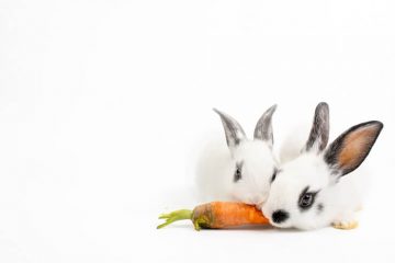 Can Rabbits Eat Carrots? - We're All About Pets