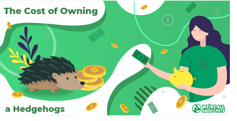 The Cost Of Owning A Hedgehog - We're All About Pets