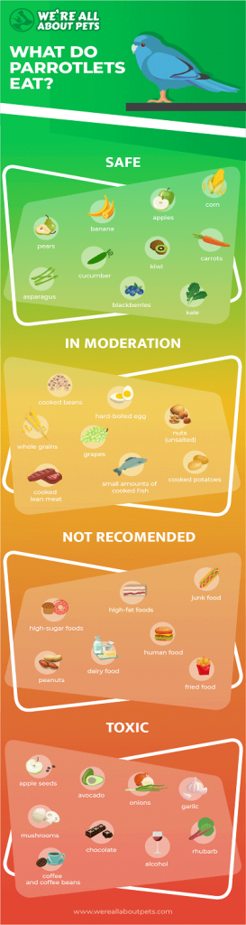 What Do Parrotlets Eat? - We're All About Pets