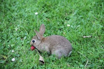 Can Rabbits Eat Cherries? - We're All About Pets
