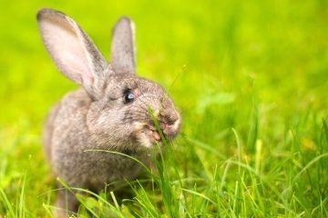 Can Rabbits Eat Grass? - We're All About Pets
