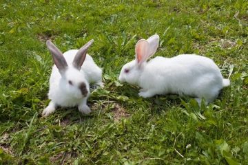 Can Rabbits Eat Grass? - We're All About Pets