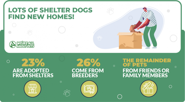 54 Powerful Pets Statistics You Need To Know In 2021 - We're All About Pets