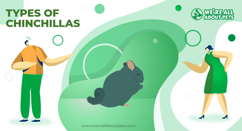 The 120 Best Chinchilla Names Of 2020 - We're All About Pets