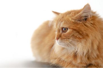 175+ Most Popular Orange Cat Names For Ginger Cats - We're All About Pets