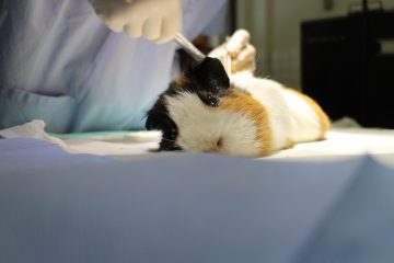 11 Signs A Guinea Pig Is Sick or Dying? - We're All About Pets