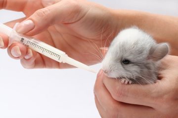 Will A Mother Mouse Come Back For Babies? - We're All About Pets