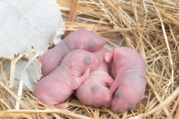 Will A Mother Mouse Come Back For Babies? - We're All About Pets