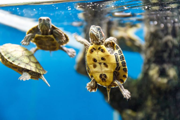 10 Reasons Why Pet Turtles Make Great Pets - We're All About Pets