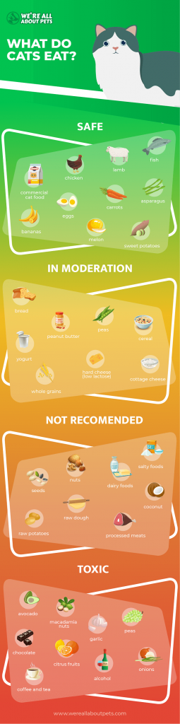 What Do Cats Eat? - We're All About Pets