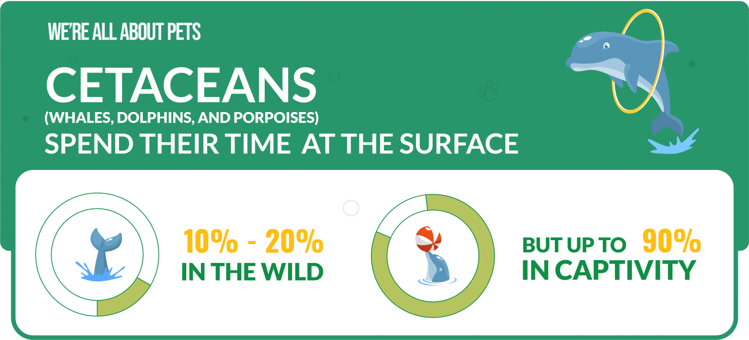 55 Alarming Animals In Captivity Statistics - We're All About Pets