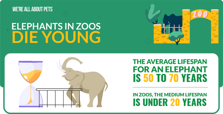 55 Alarming Animals In Captivity Statistics - We're All About Pets