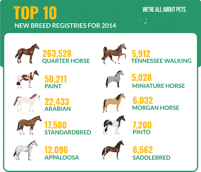 55 Powerful Horse Statistics - We're All About Pets