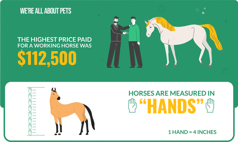 55 Powerful Horse Statistics - We're All About Pets