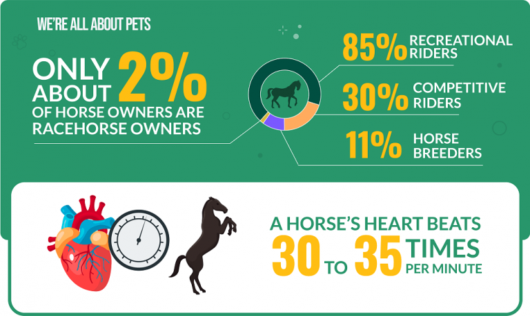 55 Powerful Horse Statistics - We're All About Pets