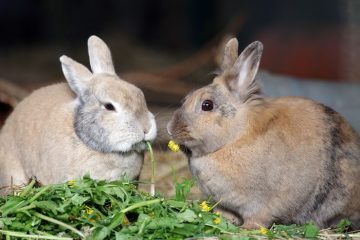 Can Rabbits Eat Dandelion? - We're All About Pets