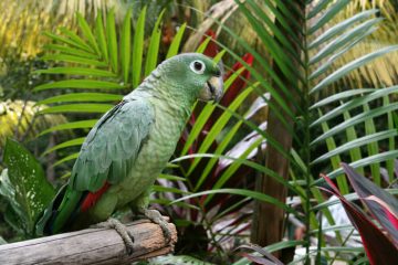 Amazon Parrot: Lifespan, Care & Cost (A Complete Guide) - We're All ...