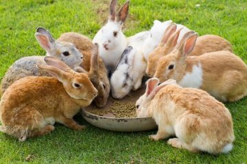 Rabbit Pregnancy 101: Signs, Symptoms And Care - We're All About Pets