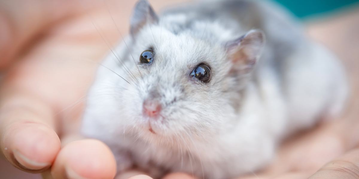 Winter White Dwarf Hamster: Care, Temperament & Nutrition - We're All ...