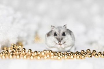 Winter White Dwarf Hamster: Care, Temperament & Nutrition - We're All ...