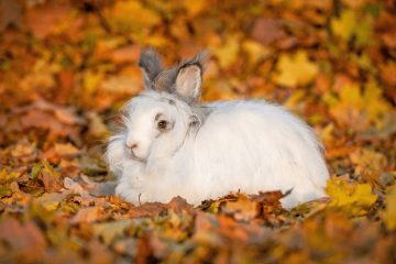 The Angora Rabbit: Size, Lifespan And Characteristics - We're All About ...