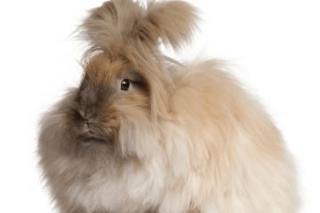 The Angora Rabbit: Size, Lifespan And Characteristics - We're All About ...
